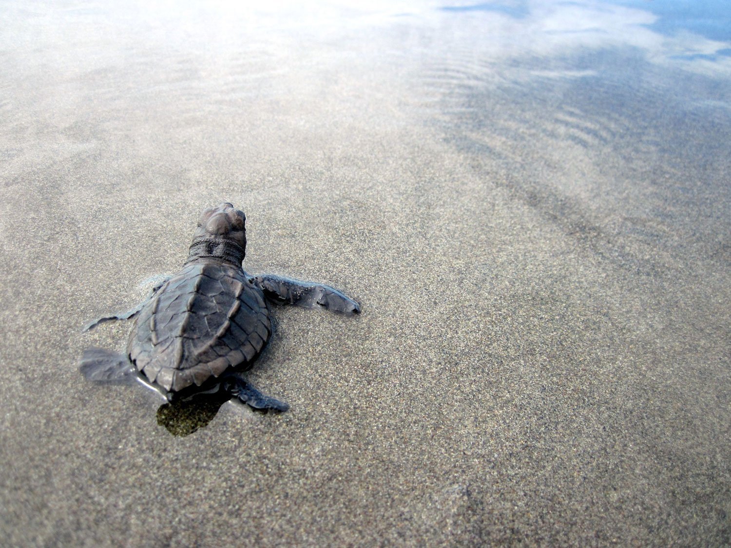 Turtle Safe Lighting - EmeryAllen, LLC