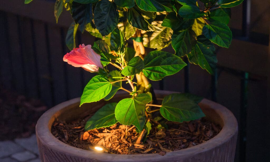 EmeryAllen, LLC | High Performance Miniature LED Bulbs